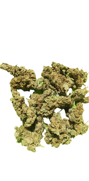 Swazi gold greenhouse – 420Weed logan